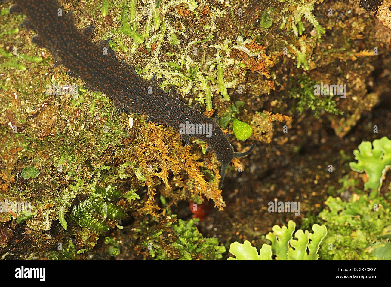 New Zealand peripatus (Peripatoides novaehollandiae Stock Photo - Alamy