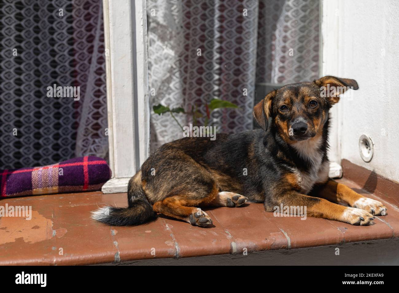 Dog on windowsill hi-res stock photography and images - Alamy