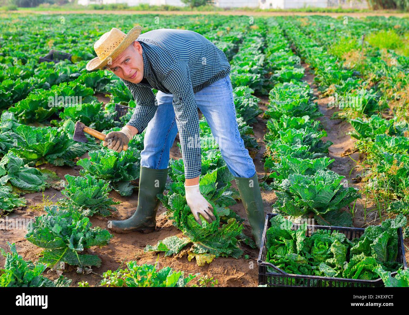 Positive man harvesting ripe cabbage on the field Stock Photo - Alamy