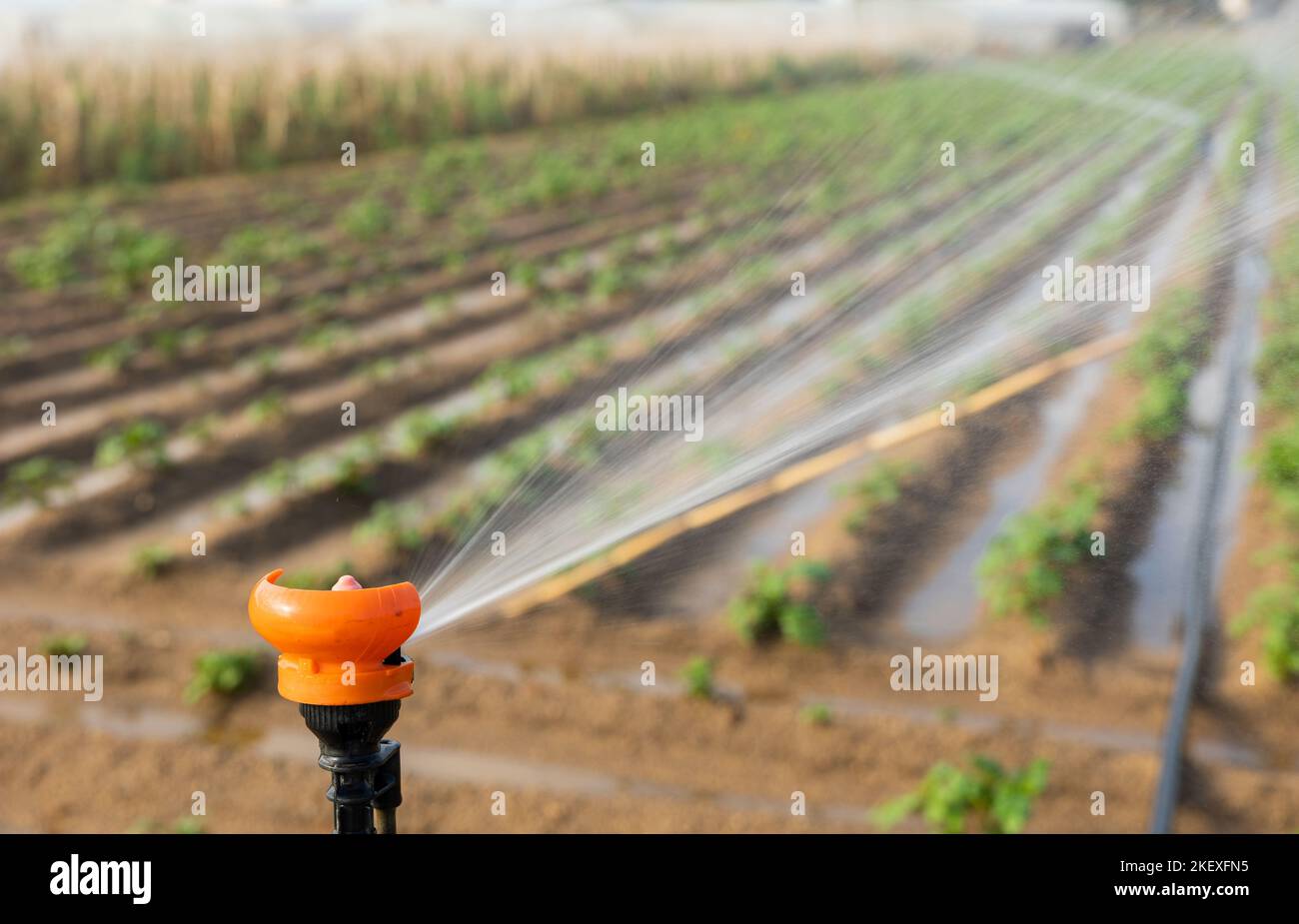 Sprinkler spraying water on farm field, irrigating agricultural crops ...