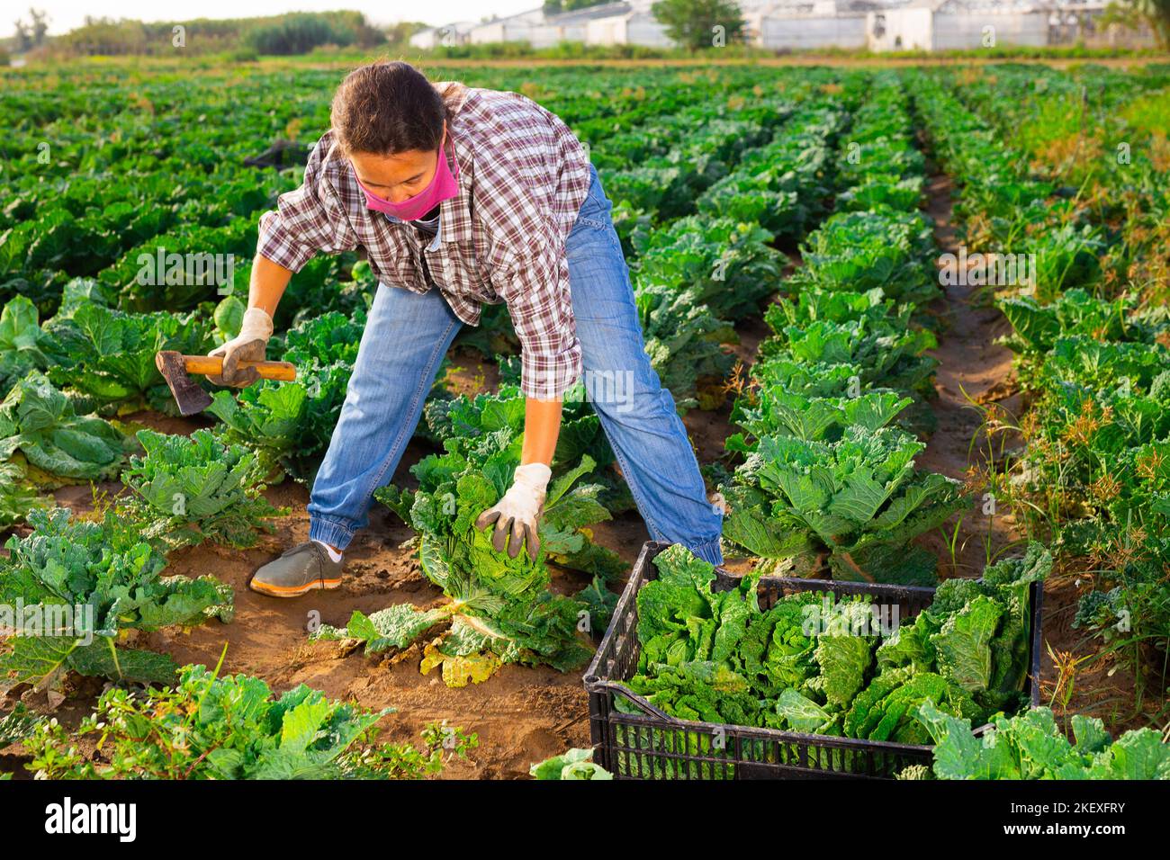 Woman in mask harvesting cabbage on field Stock Photo - Alamy