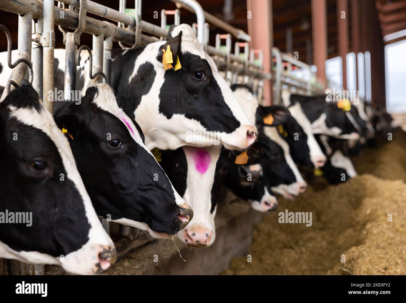 Cows eating hay in cowhouse hi-res stock photography and images - Alamy