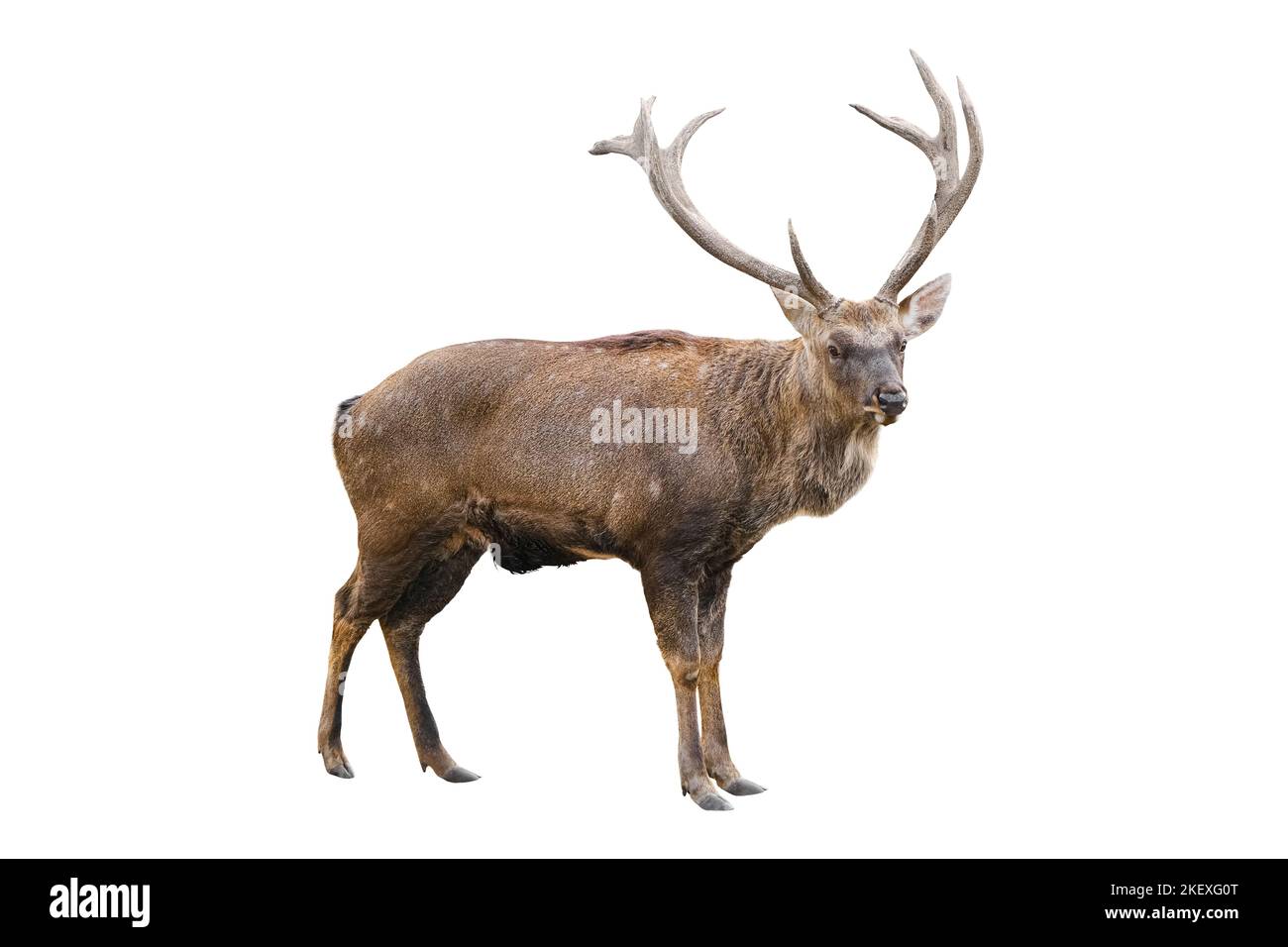 Buck spotted tail Cut Out Stock Images & Pictures - Alamy