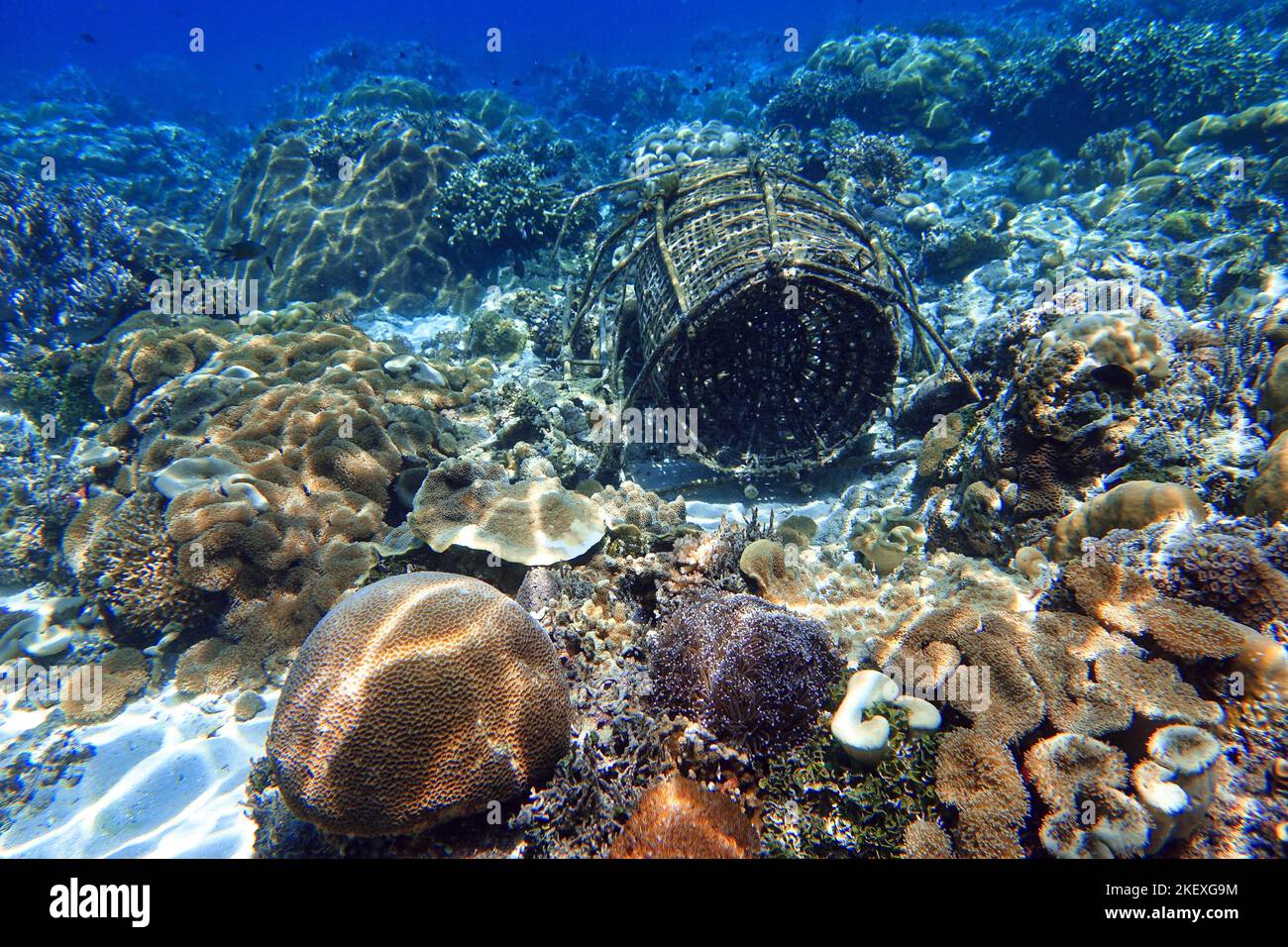 Indonesia Alor Island - Marine life Coral reef with fish trap Stock ...