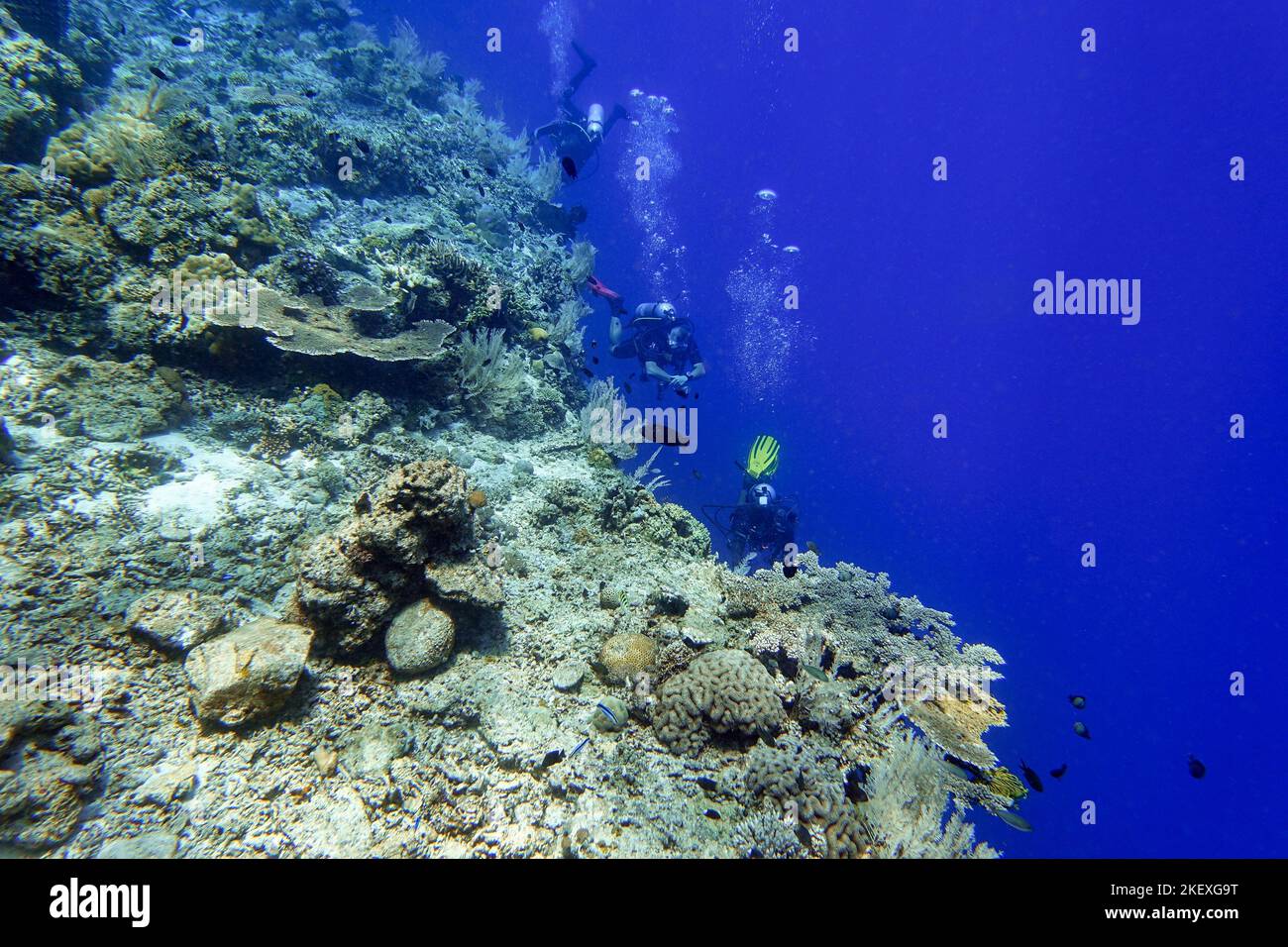 Indonesia Alor Island - Marine life Scuba Diving in coral reef Stock ...