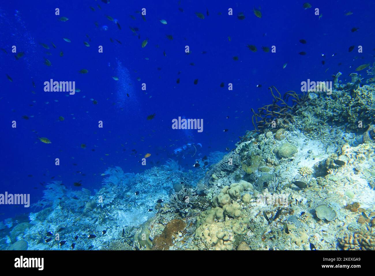 Indonesia Alor Island - Marine life Scuba Diving in coral reef Stock ...
