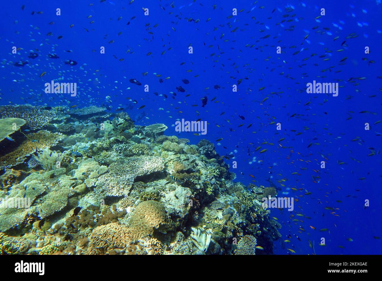 Indonesia Alor Island - Marine life coral reef with tropical fish Stock ...
