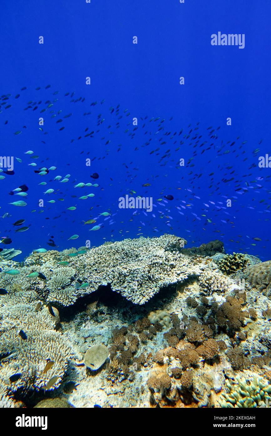 Indonesia Alor Island - Marine life coral reef with tropical fish Stock ...