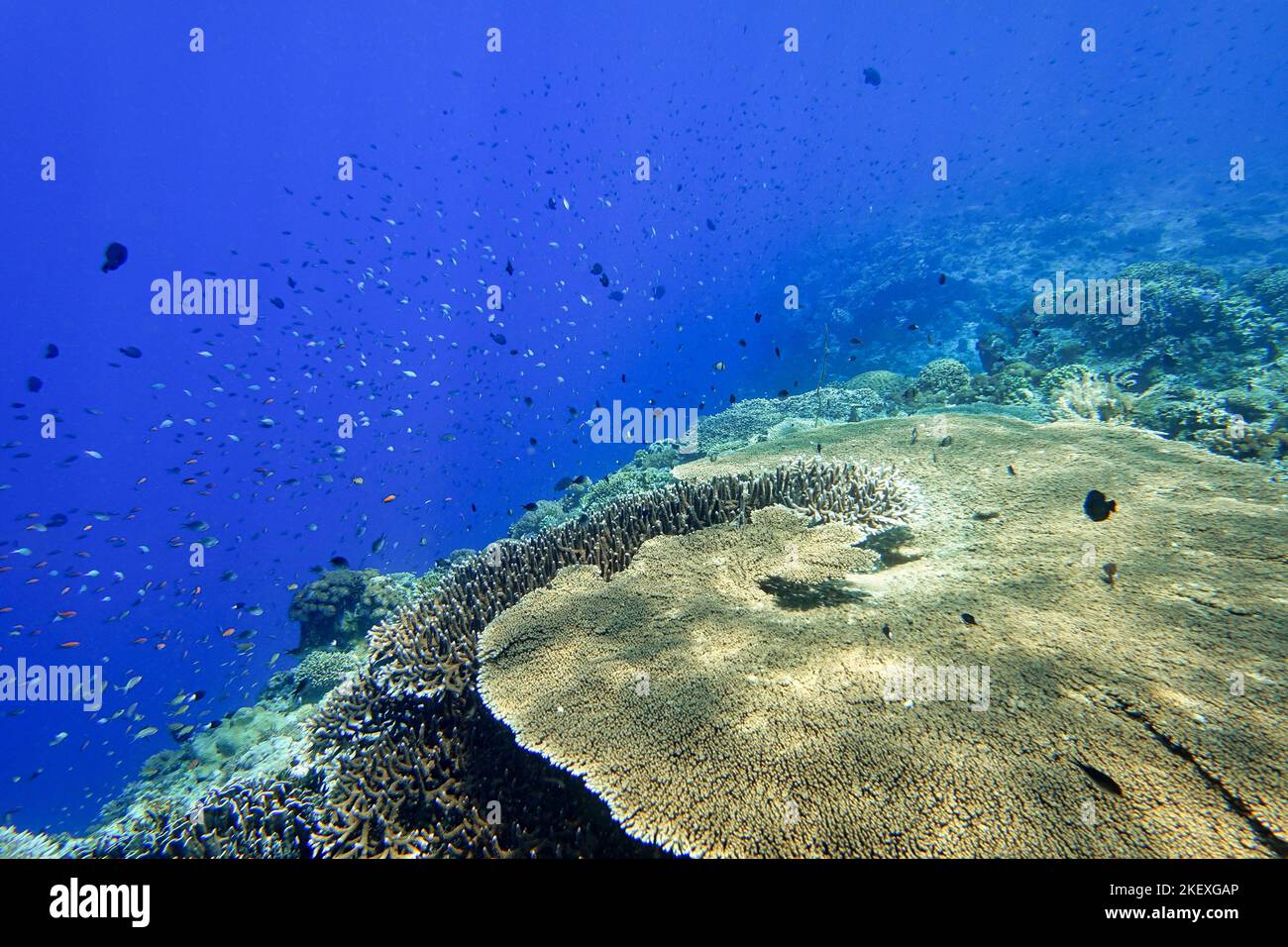 Indonesia Alor Island - Marine life coral reef with tropical fish Stock ...