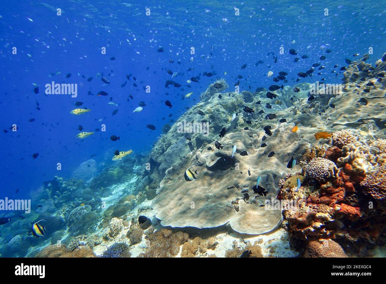 Indonesia Alor Island - Marine life coral reef with tropical fish Stock ...