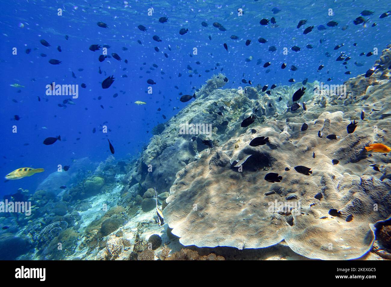 Indonesia Alor Island - Marine life coral reef with tropical fish Stock ...