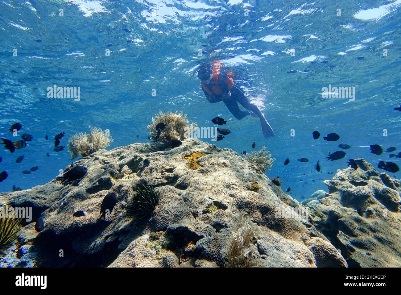 Indonesia Alor Island - Marine life Woman snorkeling in coral reef ...