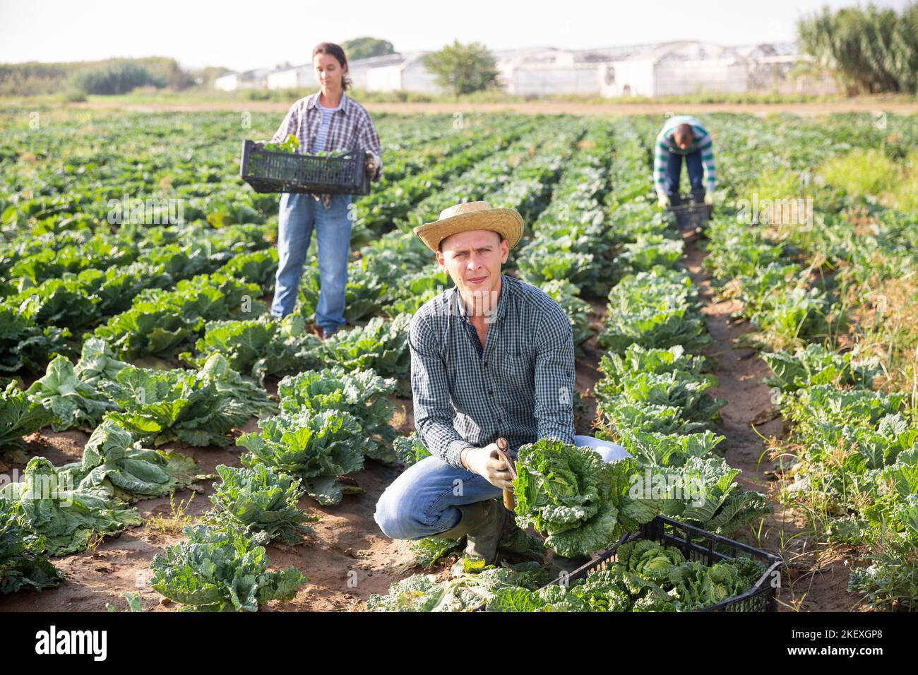 Cabbage cultivars hi-res stock photography and images - Alamy