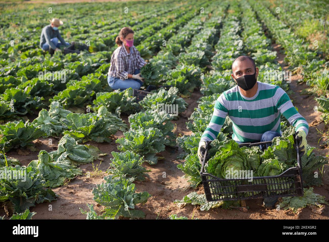 Cabbage head man hi-res stock photography and images - Alamy