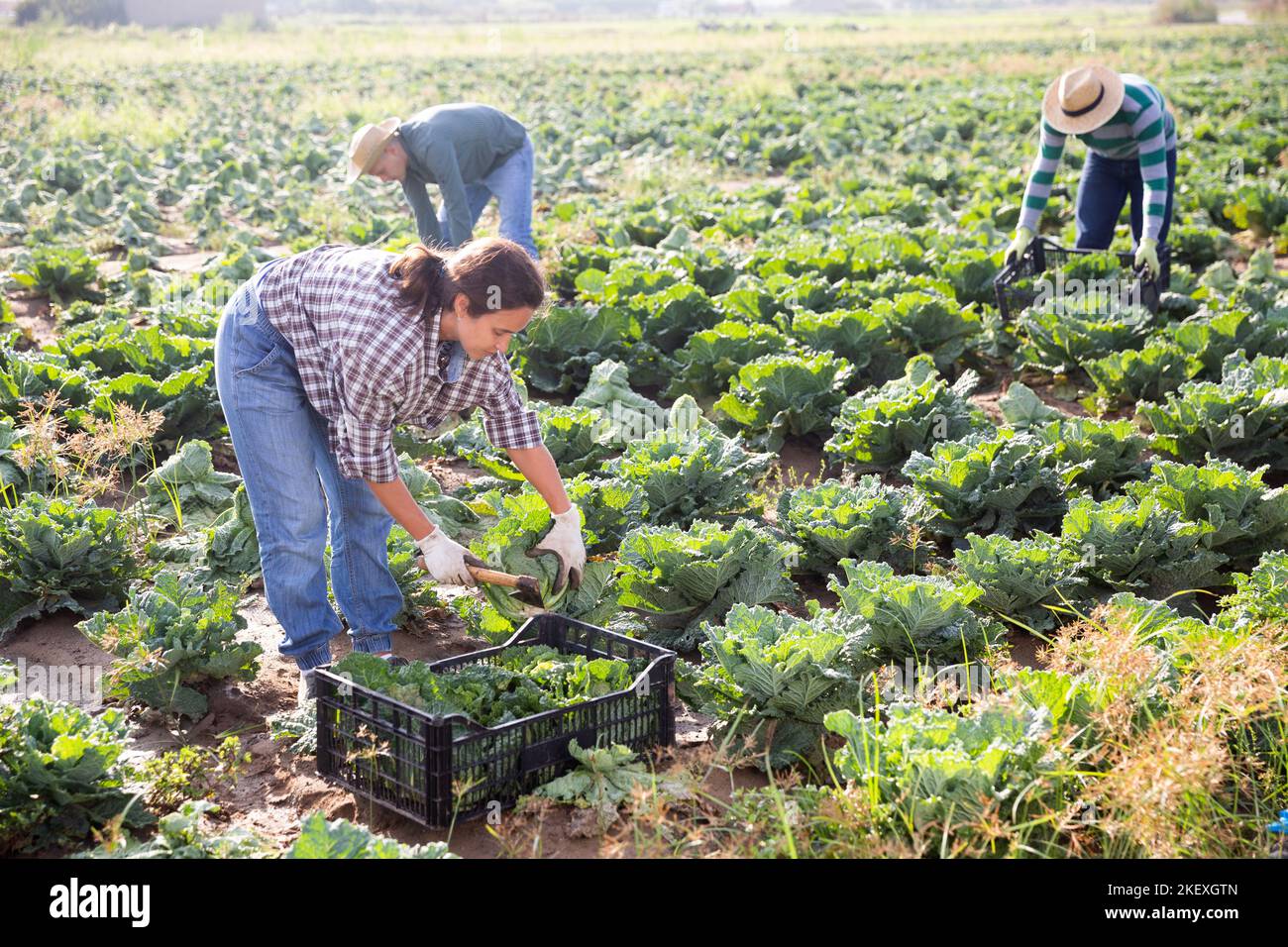 Female worker harvesting savoy cabbage on field Stock Photo - Alamy