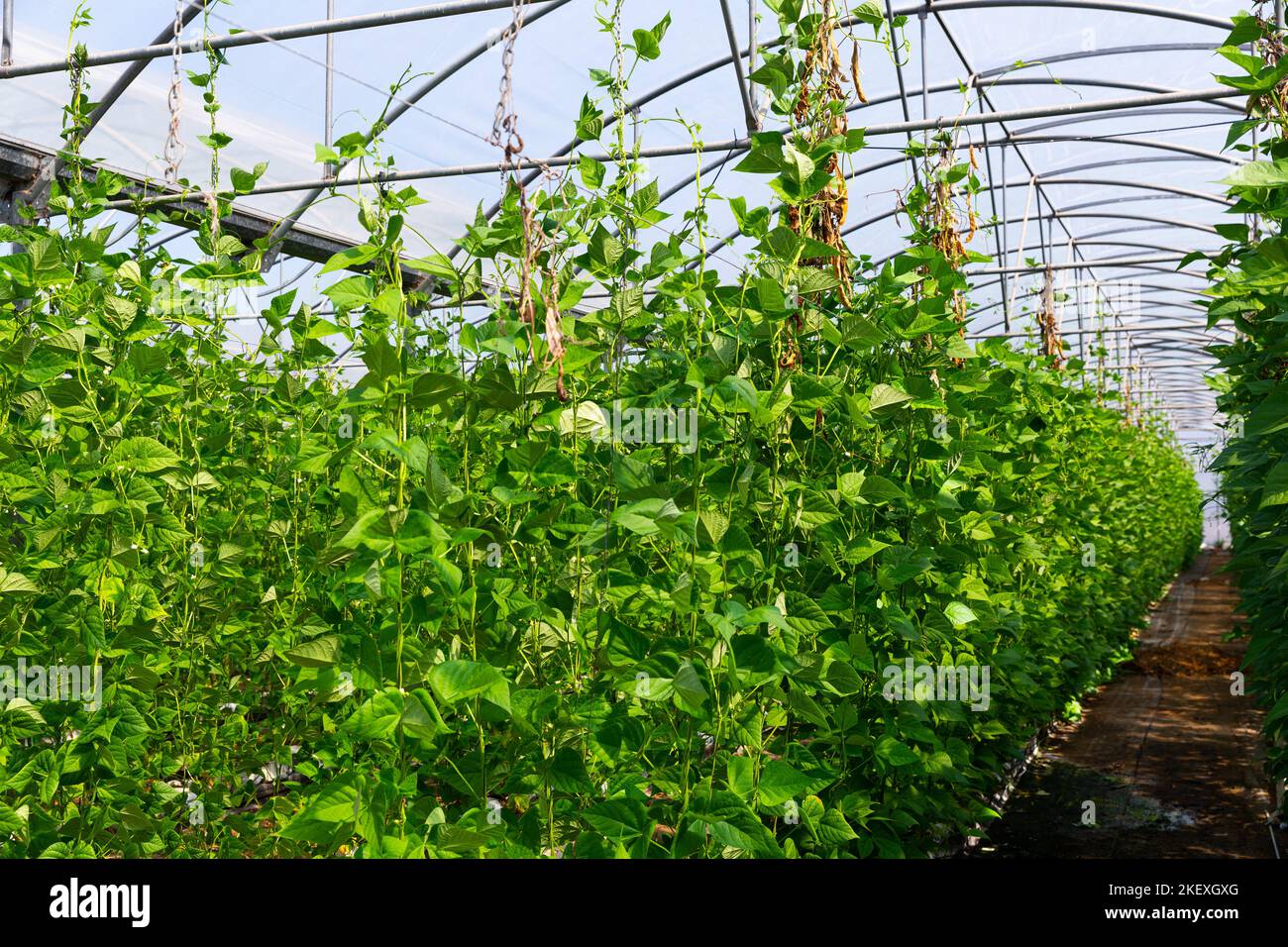 Green bean ripening on hanging stalks in greenhouse Stock Photo - Alamy