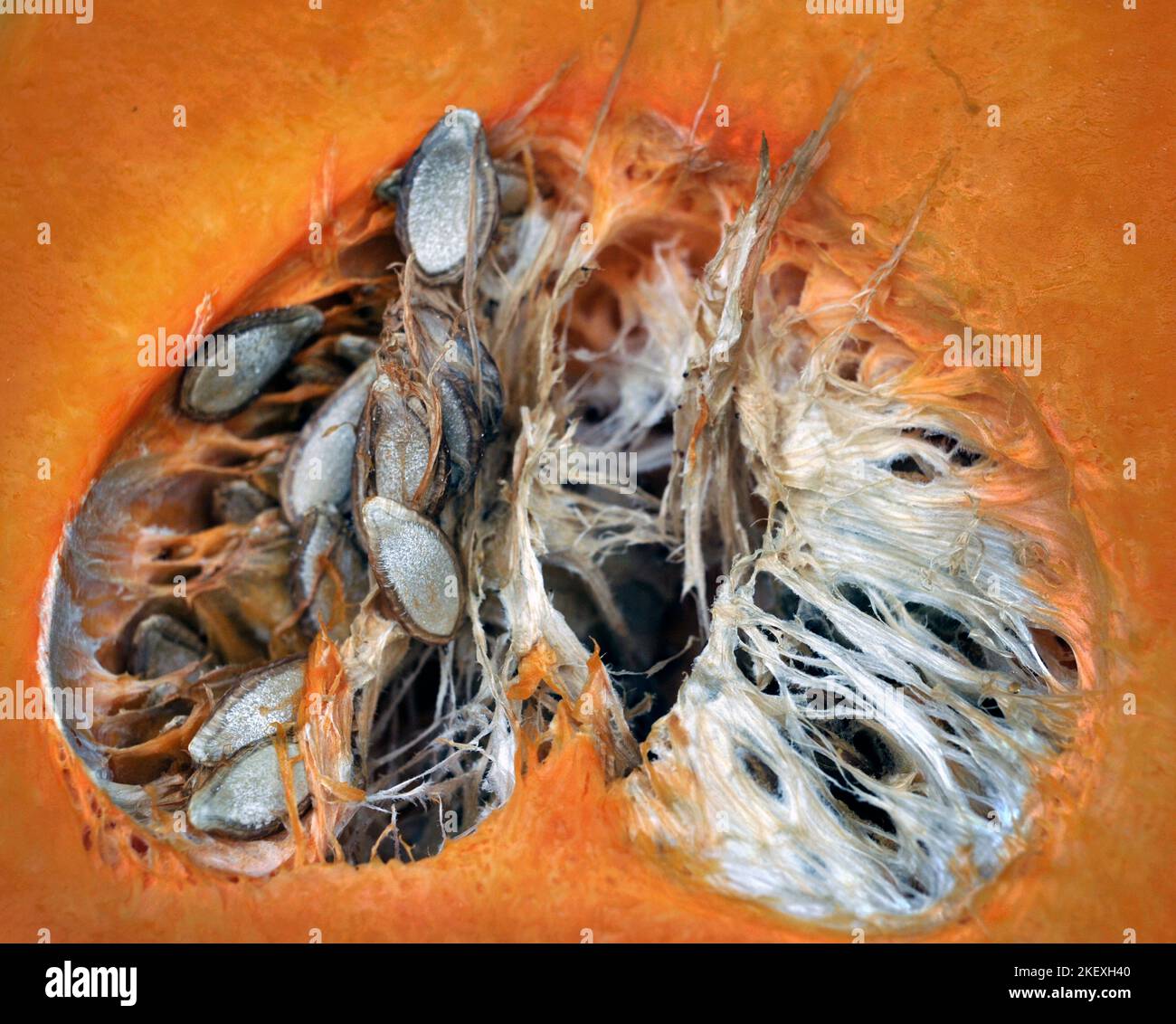 butternut squash seeds Stock Photo - Alamy