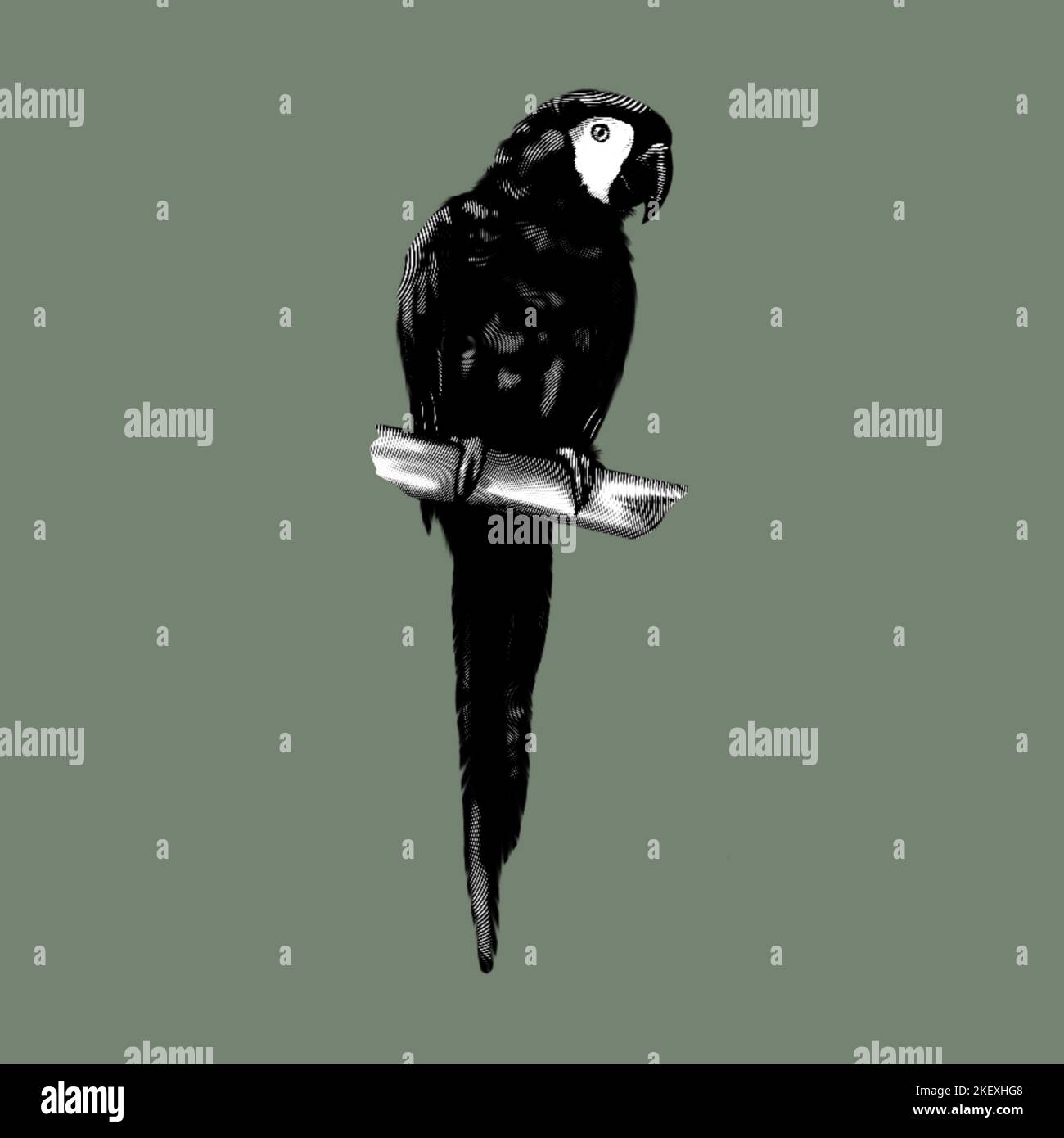 Chestnut-fronted macaw. Green macaw graphic illustration. Realistic ...