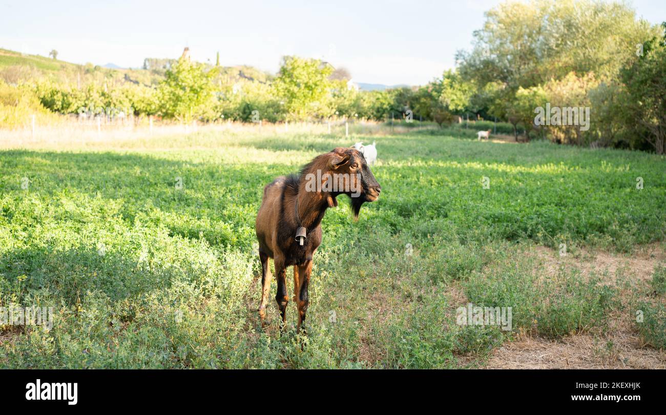 Sheep cropped hi-res stock photography and images - Alamy
