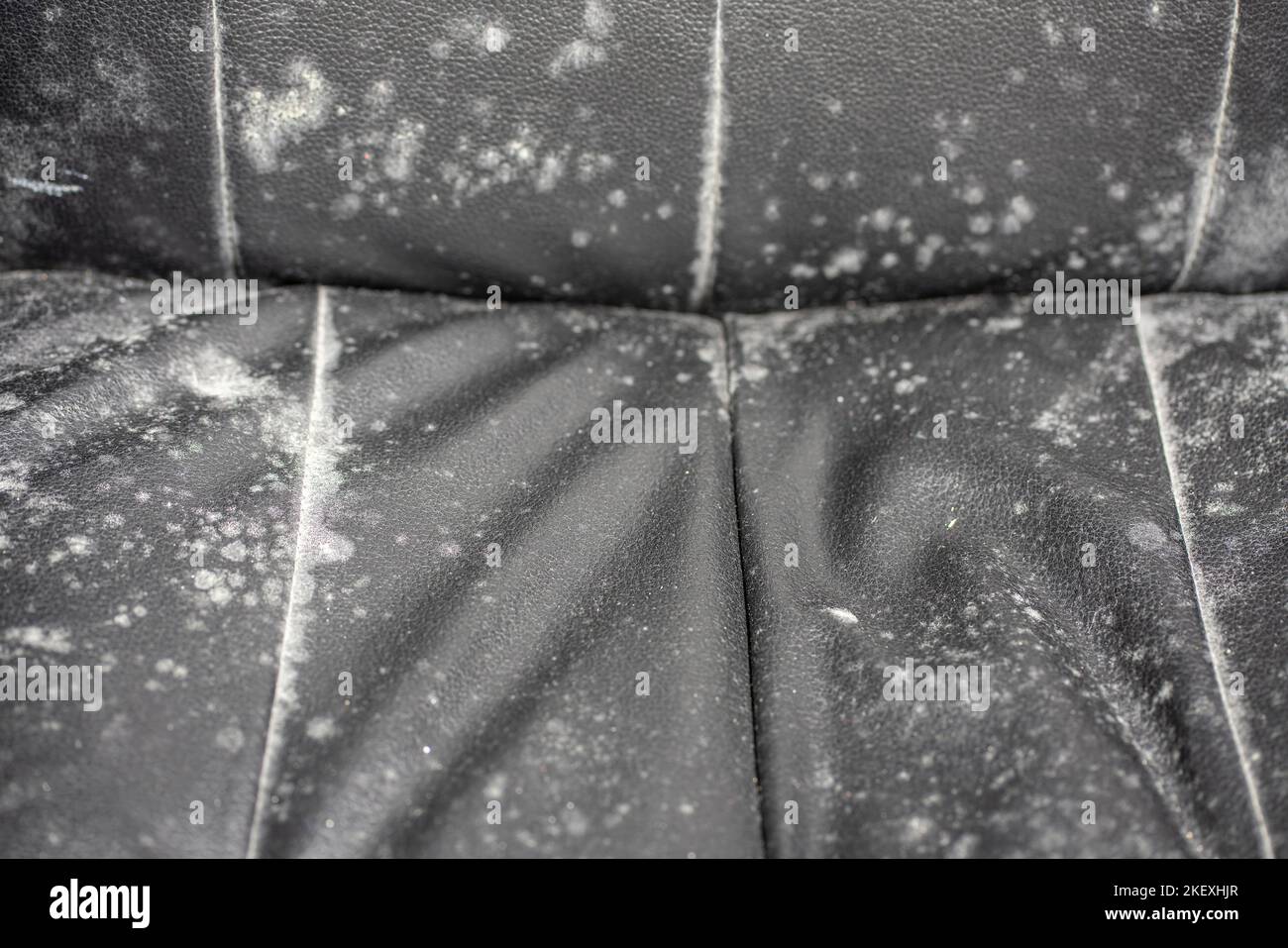 Shot of an mold on black couch, fungus on black background, bacteria on ...
