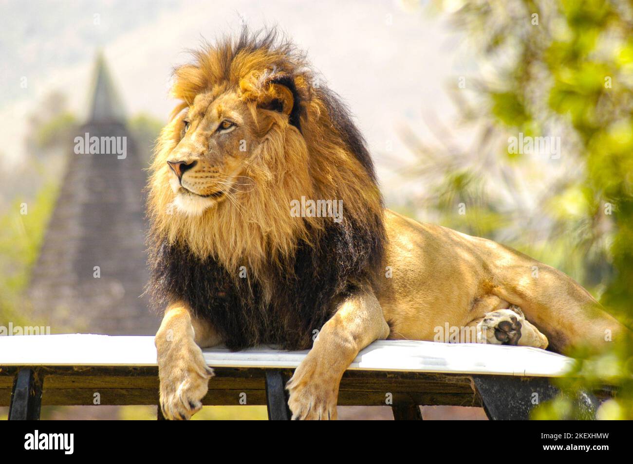 Dominant male lion hi-res stock photography and images - Alamy