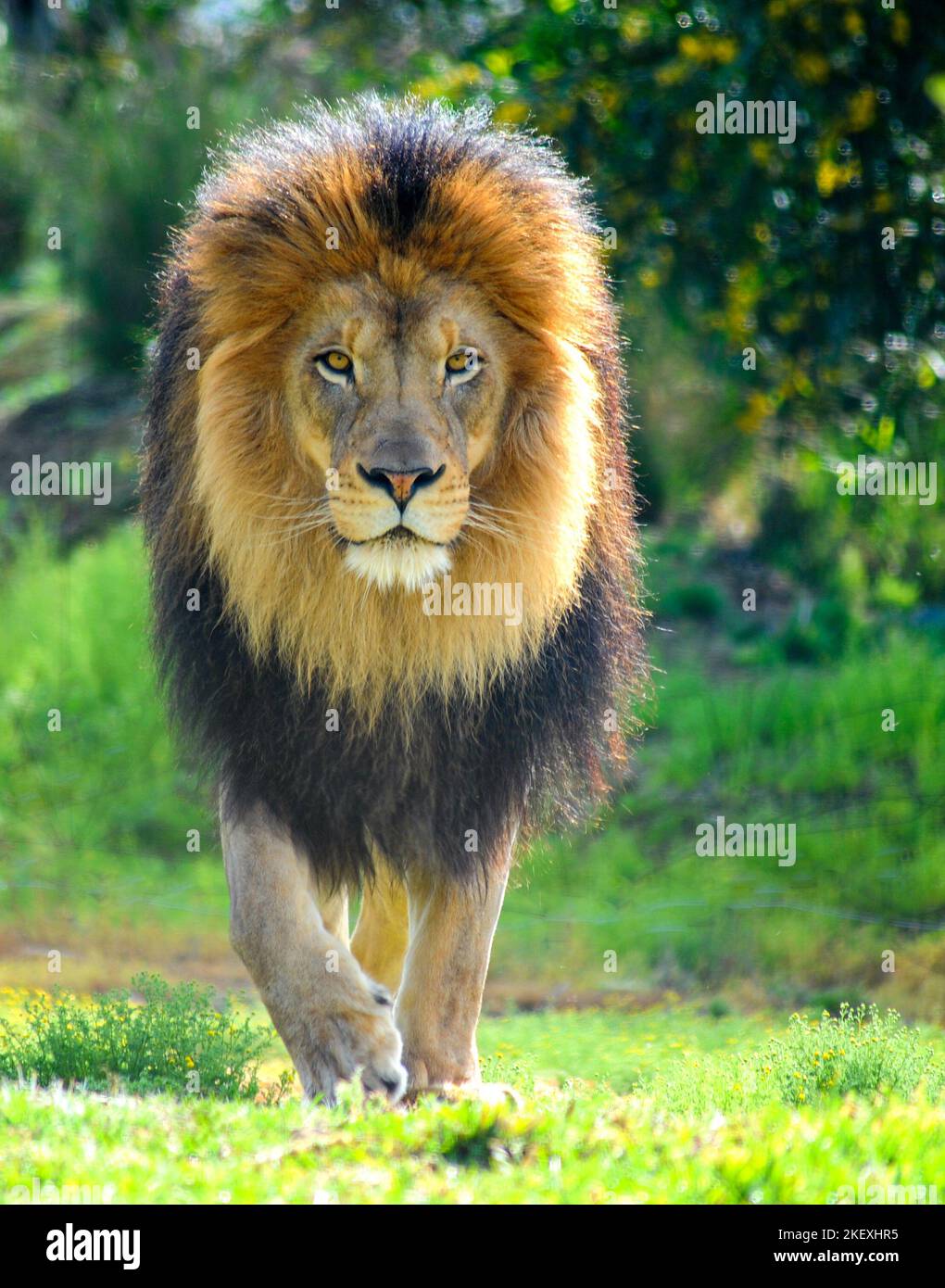 Lion growl prey hi-res stock photography and images - Alamy