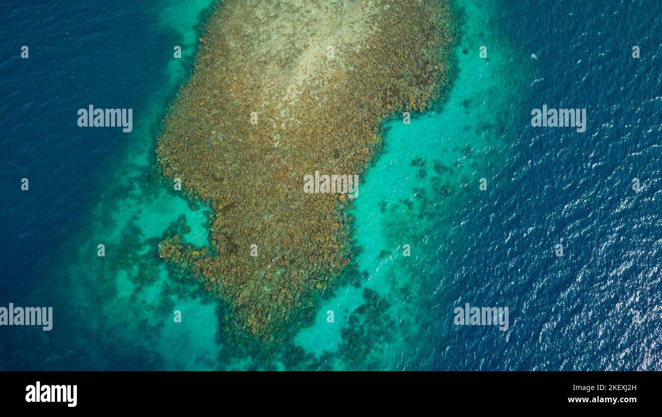 Shallow coral reef Stock Photo - Alamy