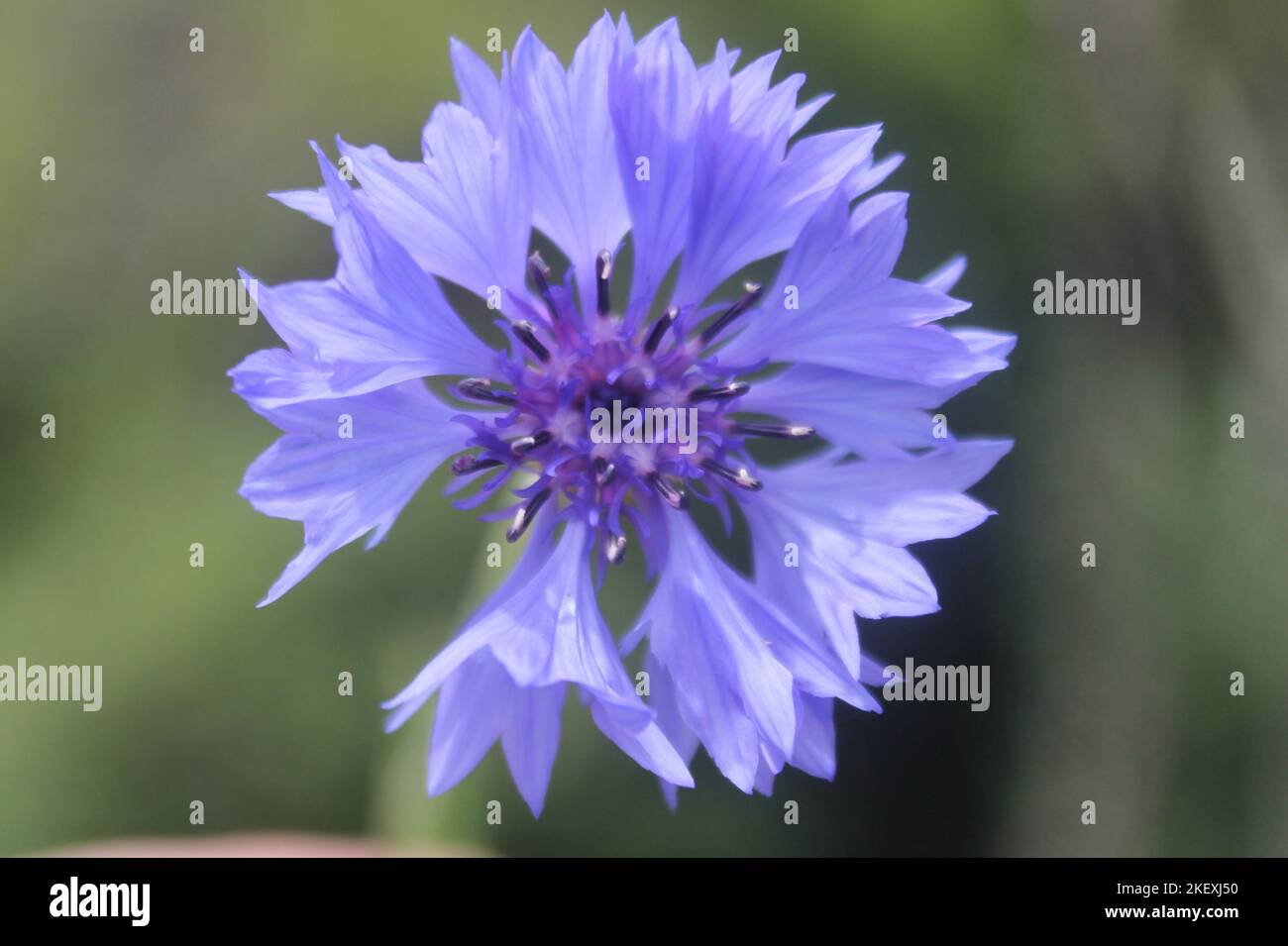 Singular pale blue flower hi-res stock photography and images - Alamy