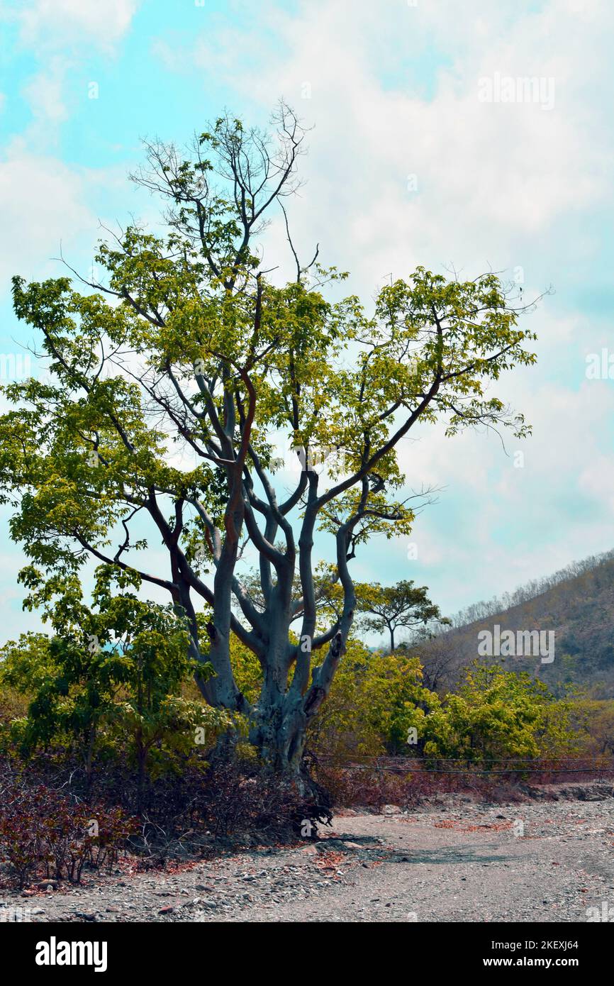 Landscape in the country of Timor Leste Stock Photo - Alamy