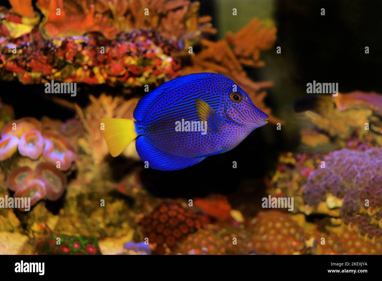The purple tang or yellowtail tang - (Zebrasoma xanthurum Stock Photo ...