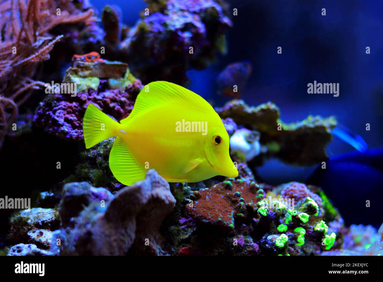Yellow tang fish - Zebrasoma Flavescens Stock Photo - Alamy