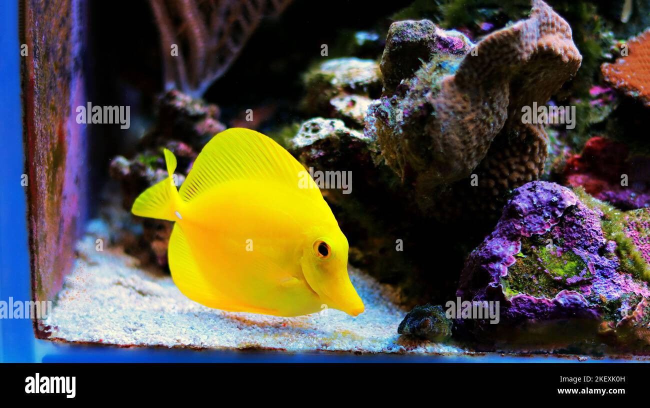 Yellow tang fish - Zebrasoma Flavescens Stock Photo - Alamy