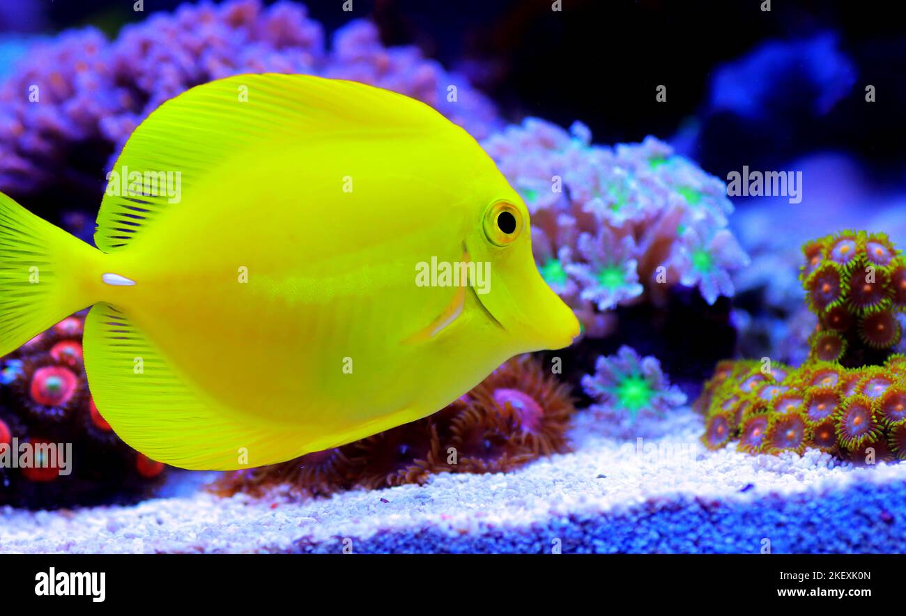 Yellow tang fish - Zebrasoma Flavescens Stock Photo - Alamy