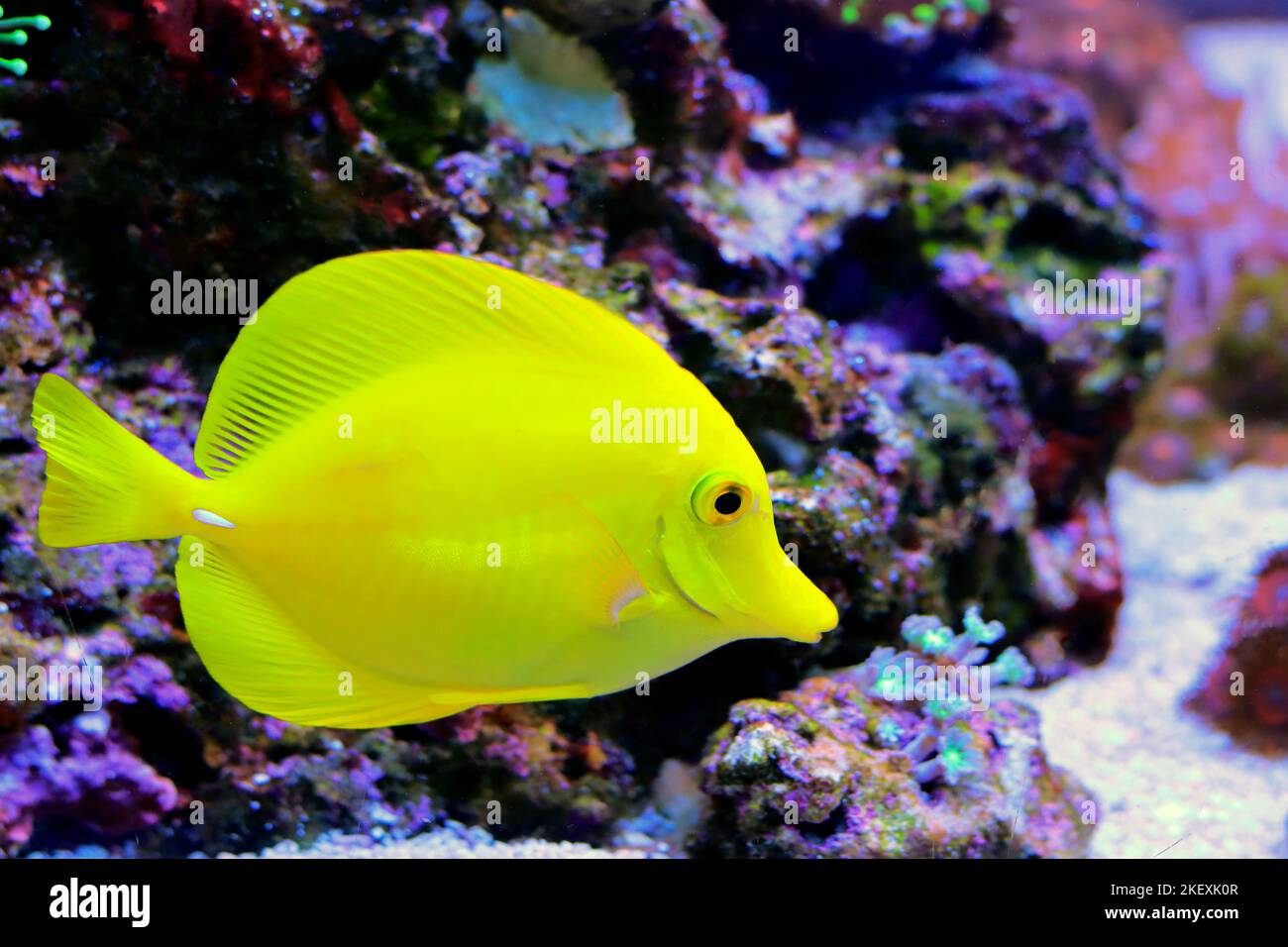 Yellow tang fish - Zebrasoma Flavescens Stock Photo - Alamy