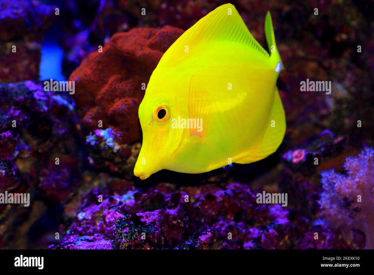 Yellow tang fish - Zebrasoma Flavescens Stock Photo - Alamy