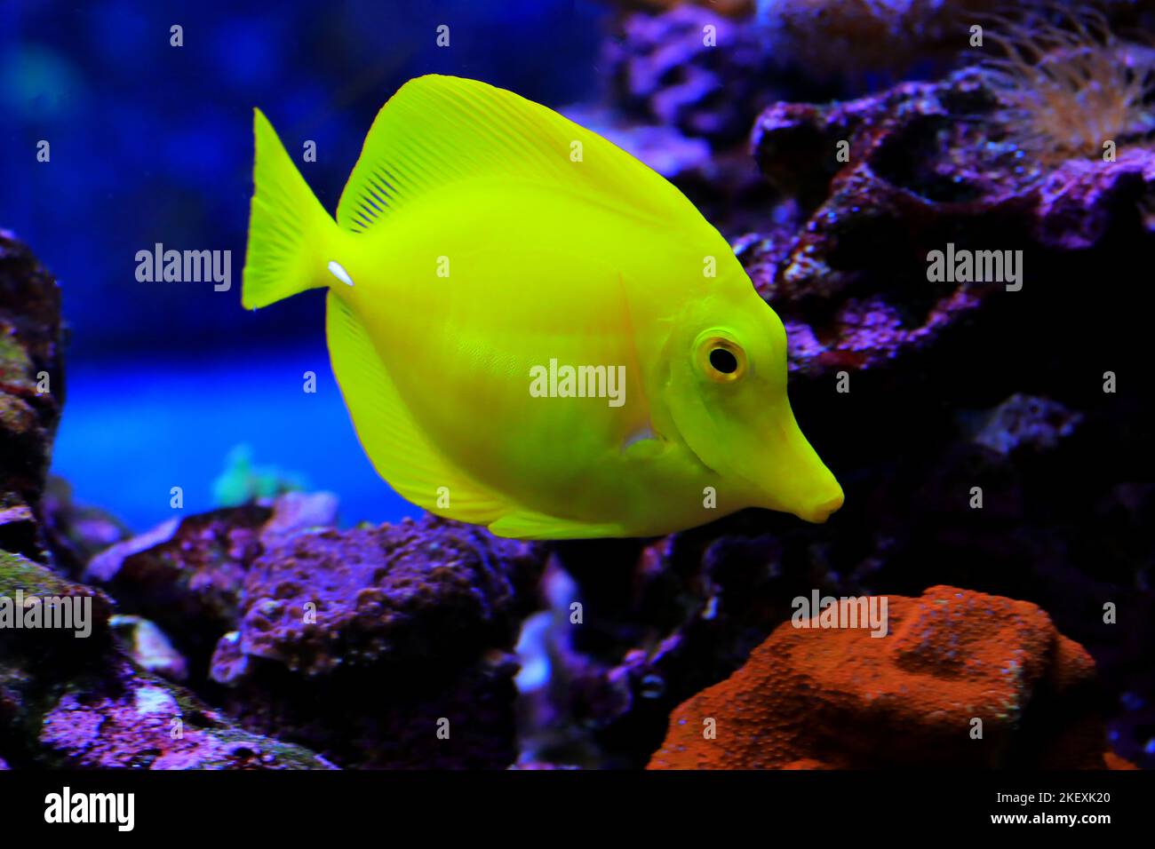Green Tang Fish