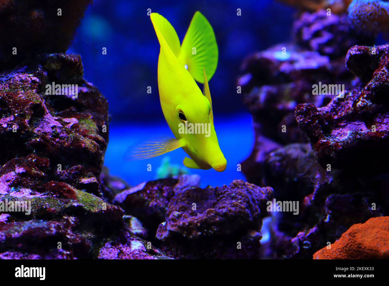 Yellow tang fish - Zebrasoma Flavescens Stock Photo - Alamy