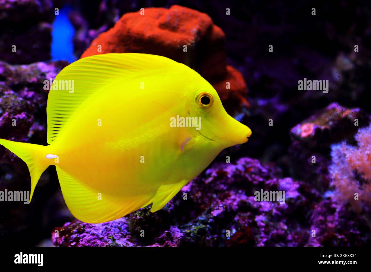 Yellow tang fish - Zebrasoma Flavescens Stock Photo - Alamy