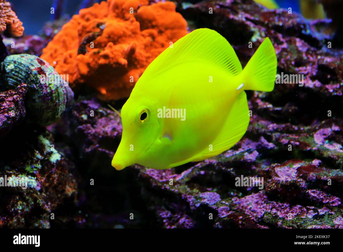 Yellow tang fish - Zebrasoma Flavescens Stock Photo - Alamy