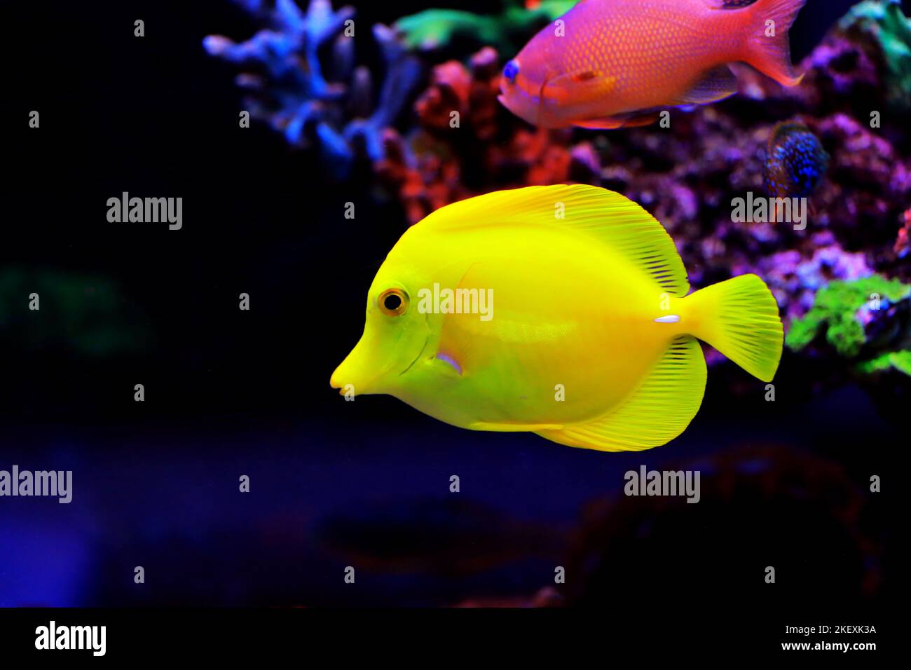 Yellow tang fish - Zebrasoma Flavescens Stock Photo - Alamy