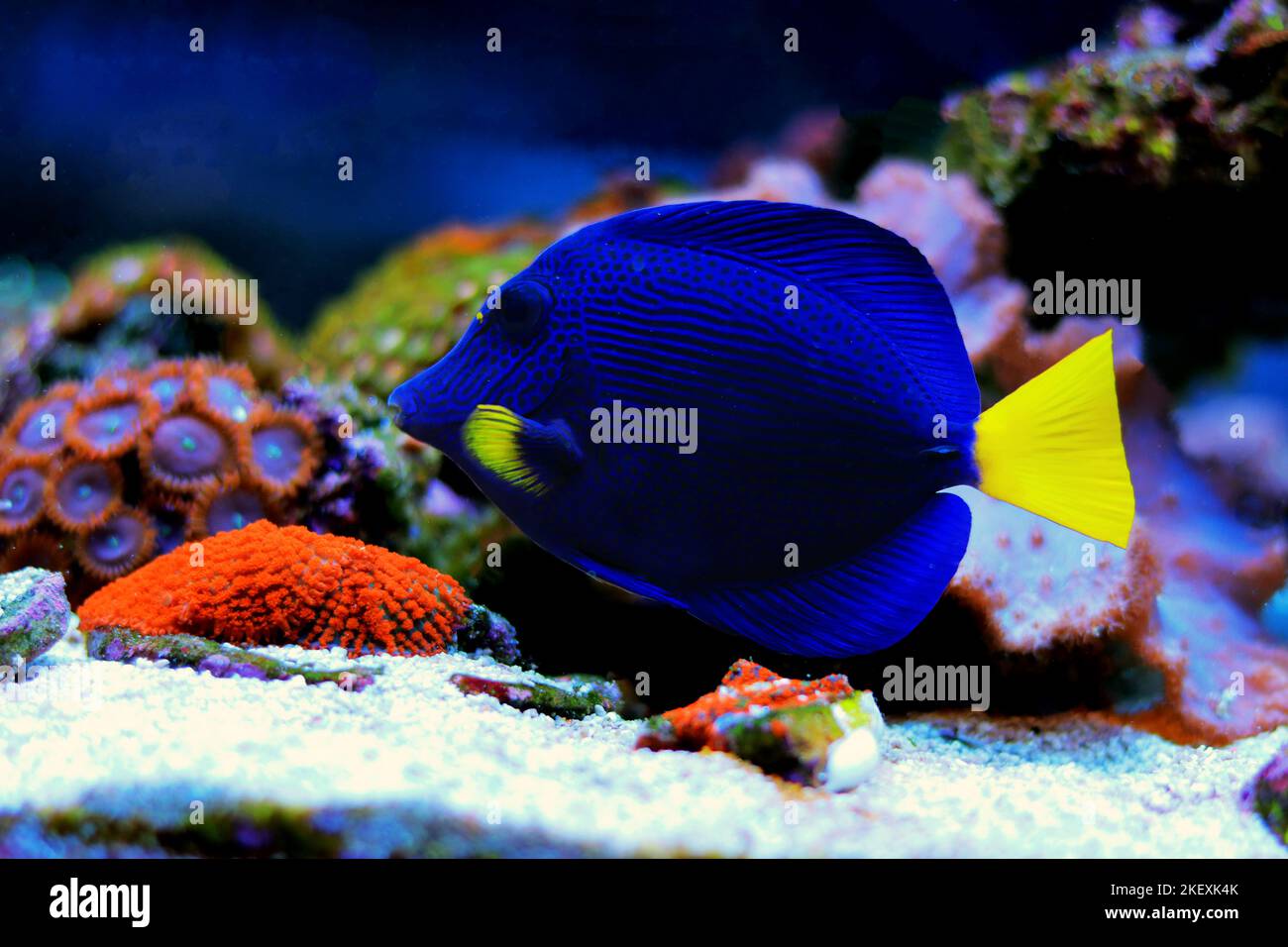 Purple surgeonfish hi-res stock photography and images - Alamy