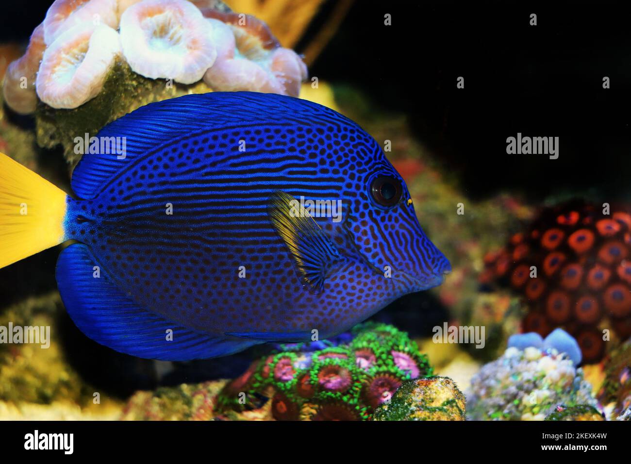 The purple tang or yellowtail tang - (Zebrasoma xanthurum Stock Photo ...
