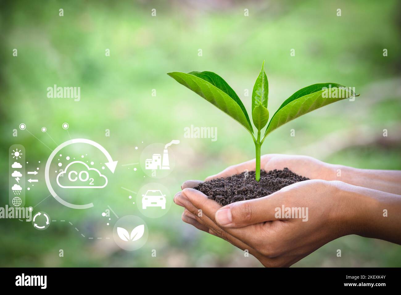 Trees grow in human hands. Hand planting trees with technology of ...