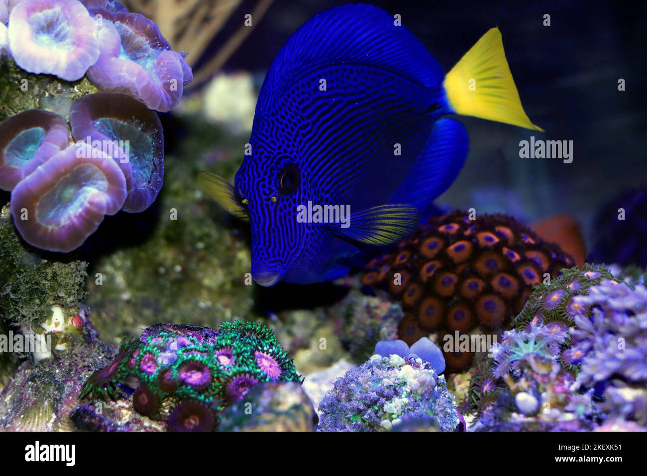 The purple tang or yellowtail tang - (Zebrasoma xanthurum Stock Photo ...