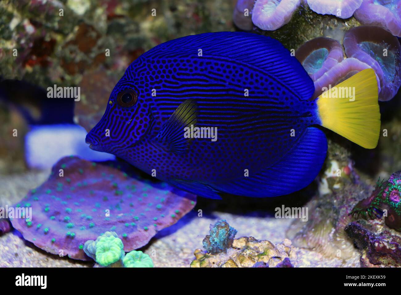 Purple tang or yellowtail tang or yellowtail surgeonfish hi-res stock ...