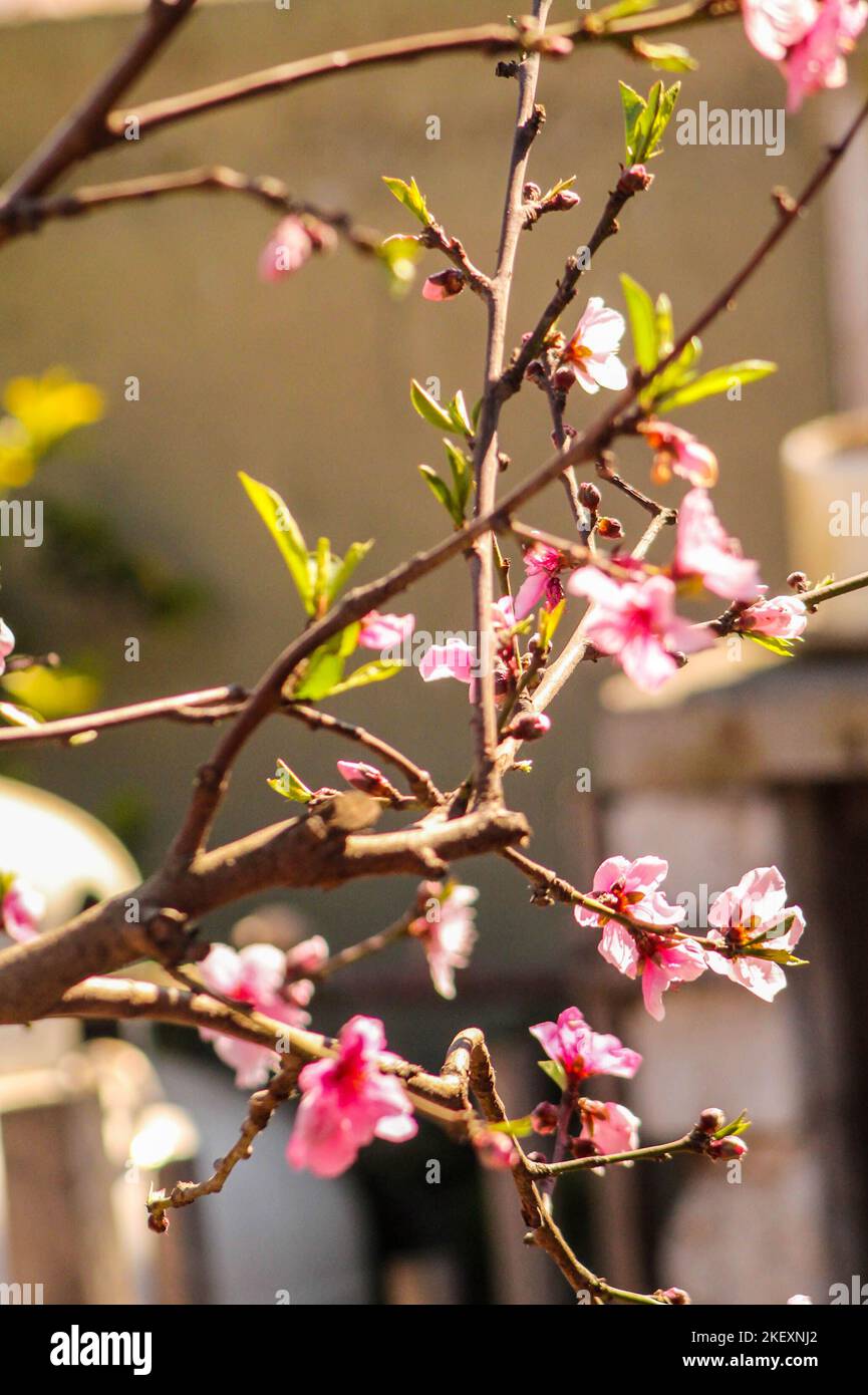Peach Tree Flower Bloom Stock Photo - Alamy
