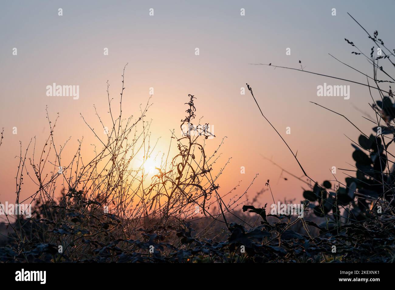 Sun rising at the horizon of Thar desert, Rajasthan, India. Tourists ...