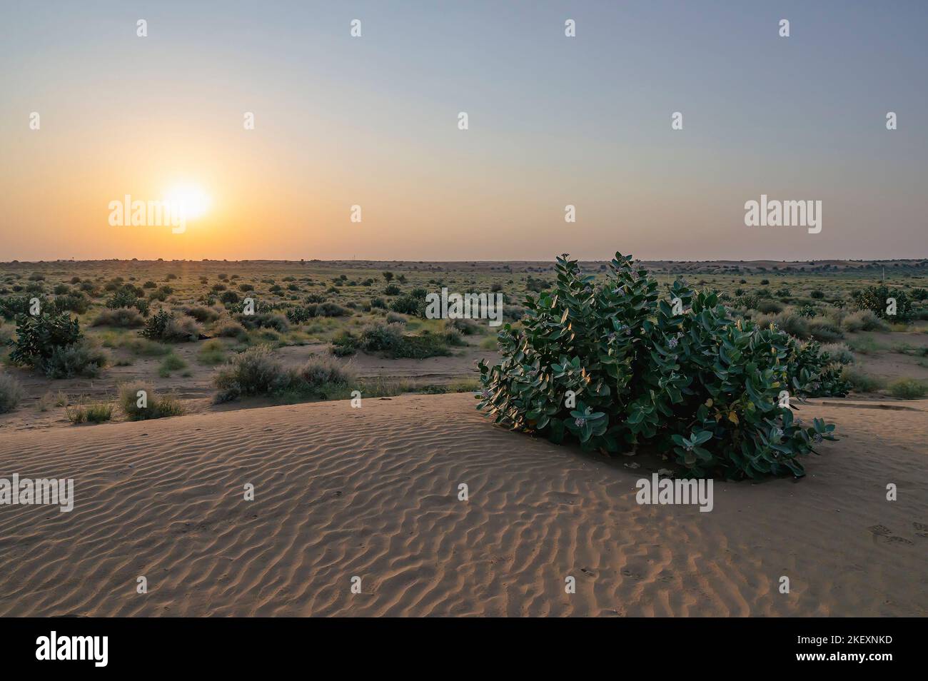 Sun rising at the horizon of Thar desert, Rajasthan, India. Tourists ...