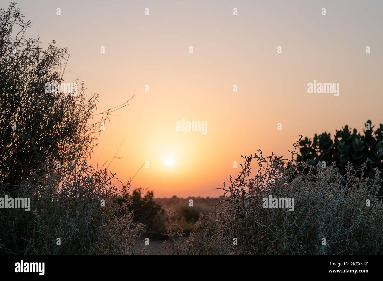Sun rising at the horizon of Thar desert, Rajasthan, India. Tourists from across India visits to ...
