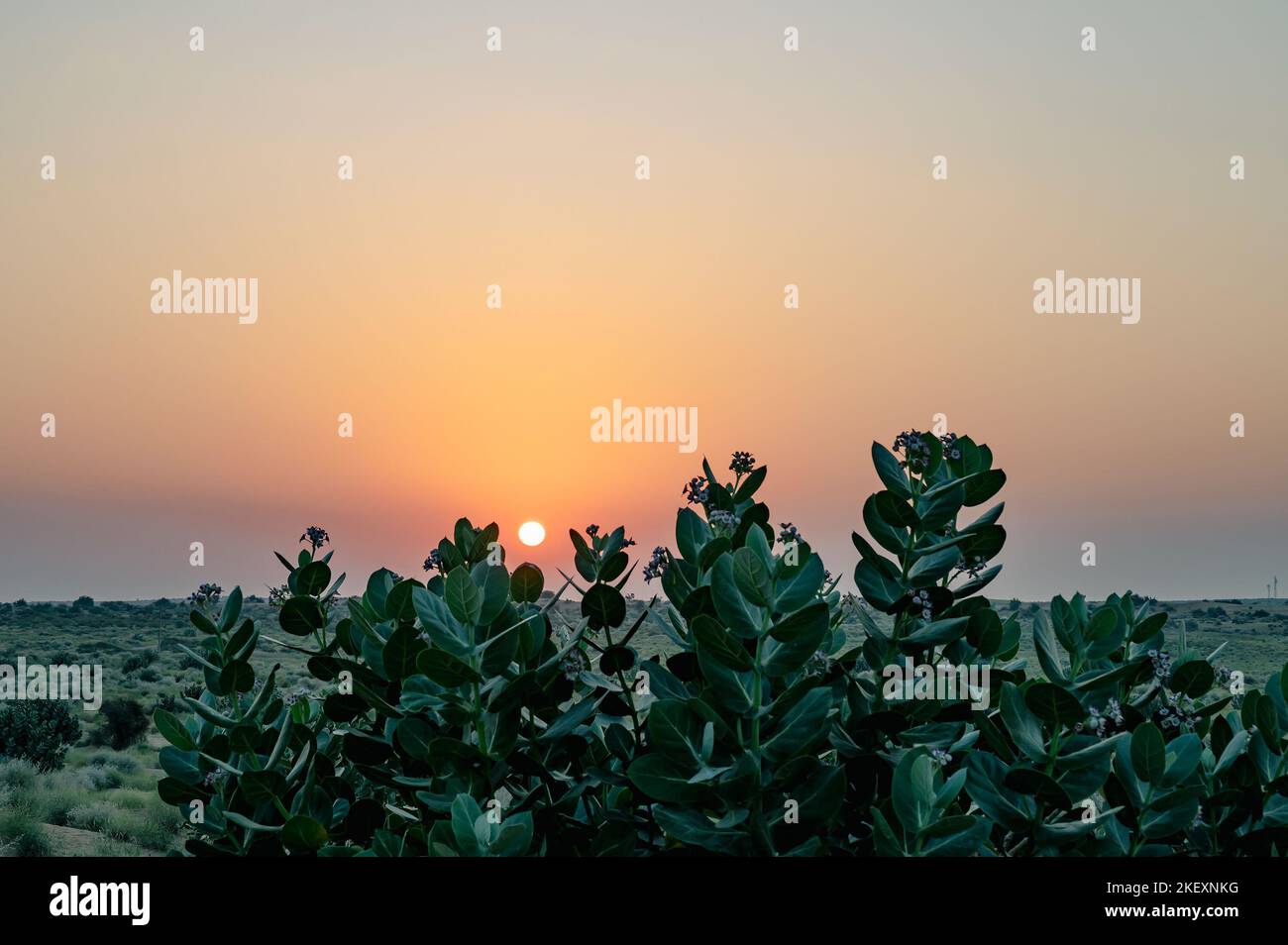 Sun rising at the horizon of Thar desert, Rajasthan, India. Tourists from across India visits to ...